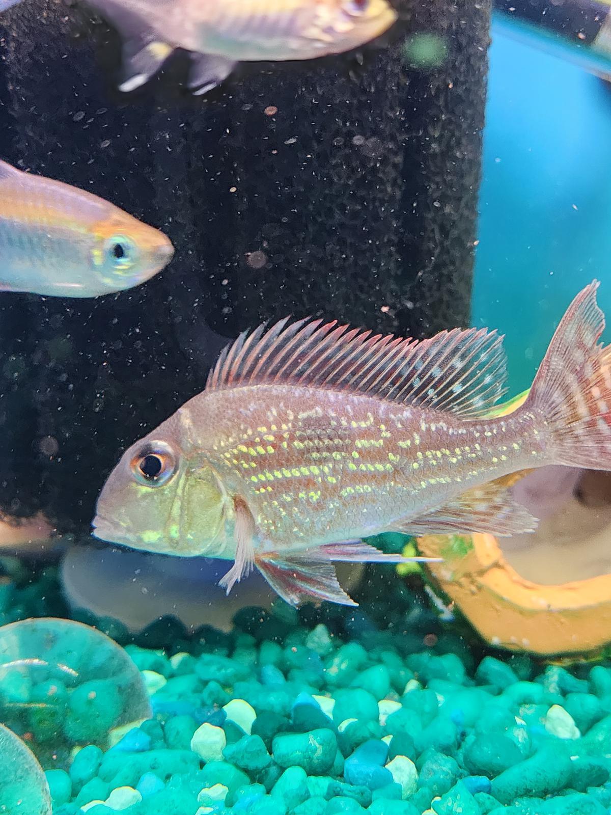 Shop - Anchor Aquarium Freshwater Fish & Maintenance