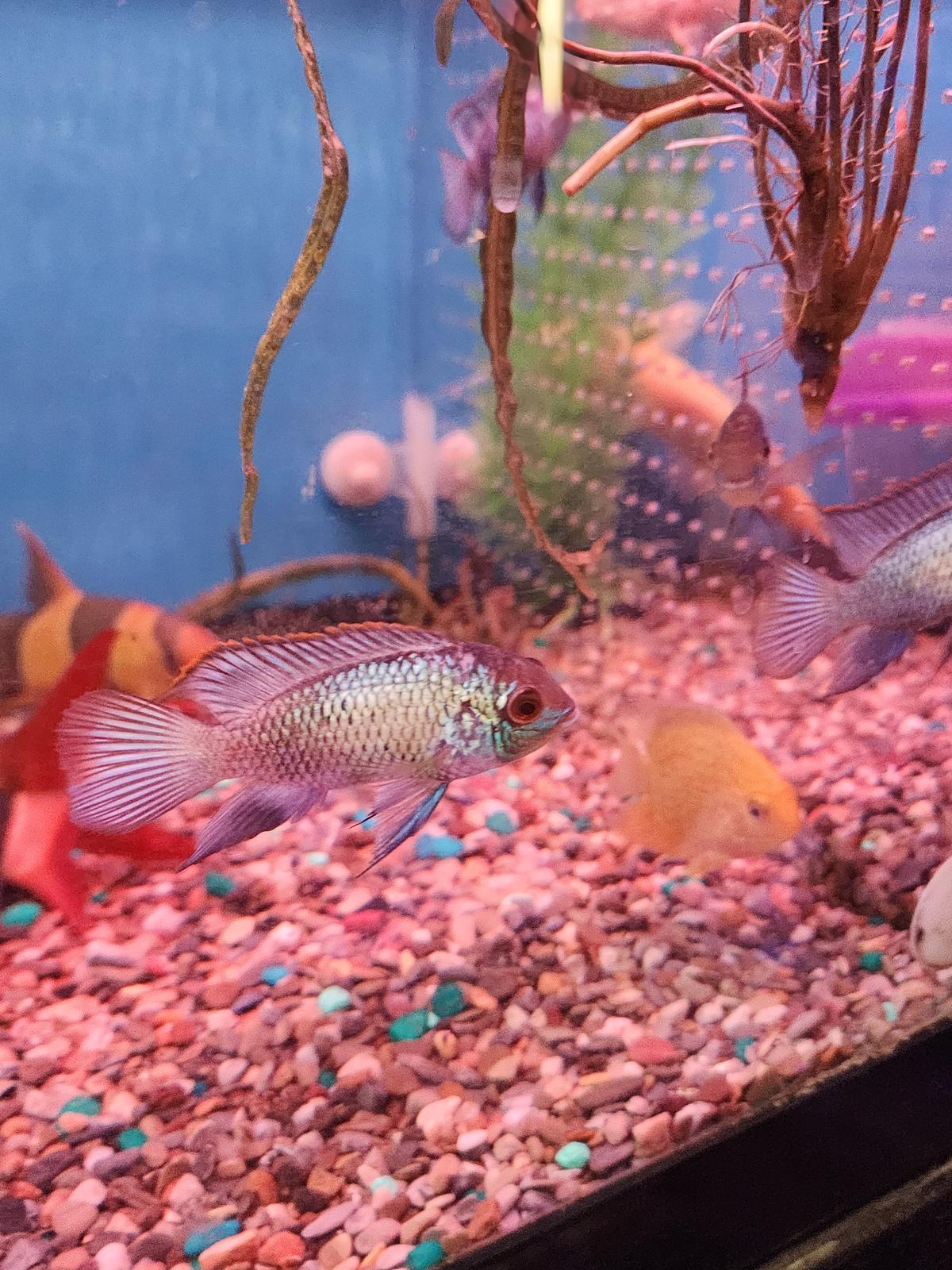 Electric Blue Acara Cichlids Available at Anchor Aquarium NJ – Anchor ...