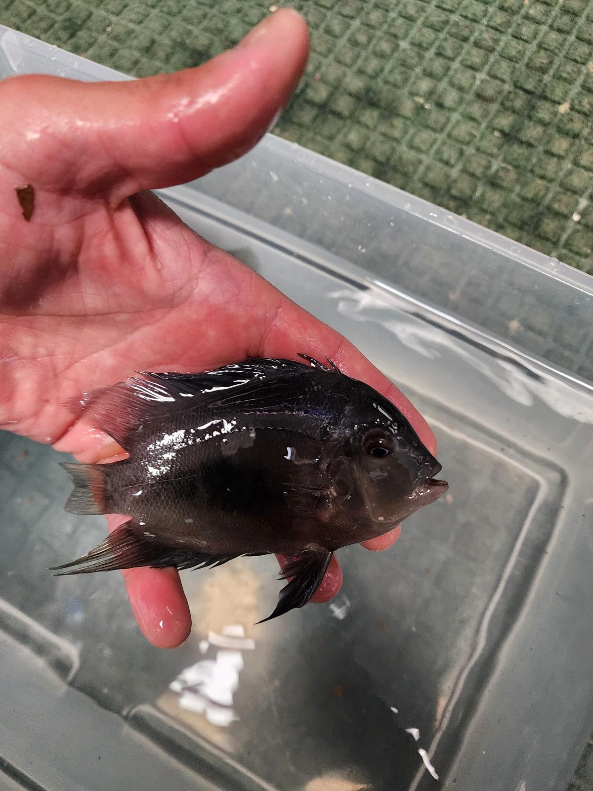 Uaru Cichlids Available Now at Anchor Aquarium – Anchor Aquarium ...