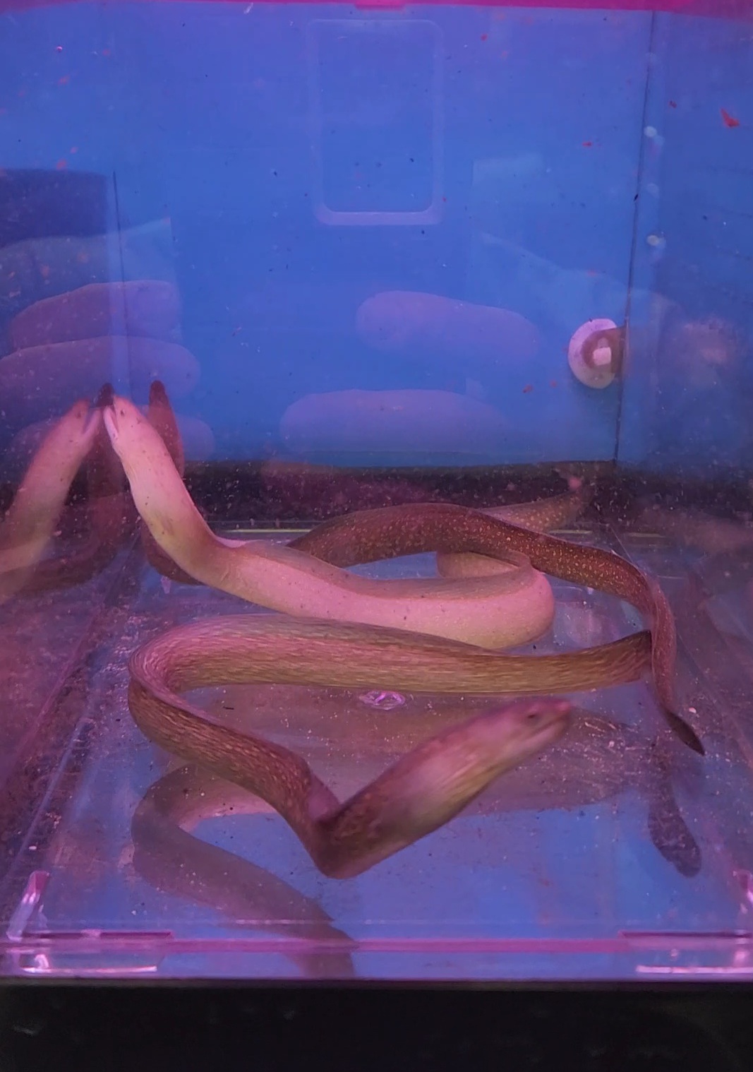 Buy Freshwater Moray Eel Online at Anchor Aquarium – Anchor Aquarium ...