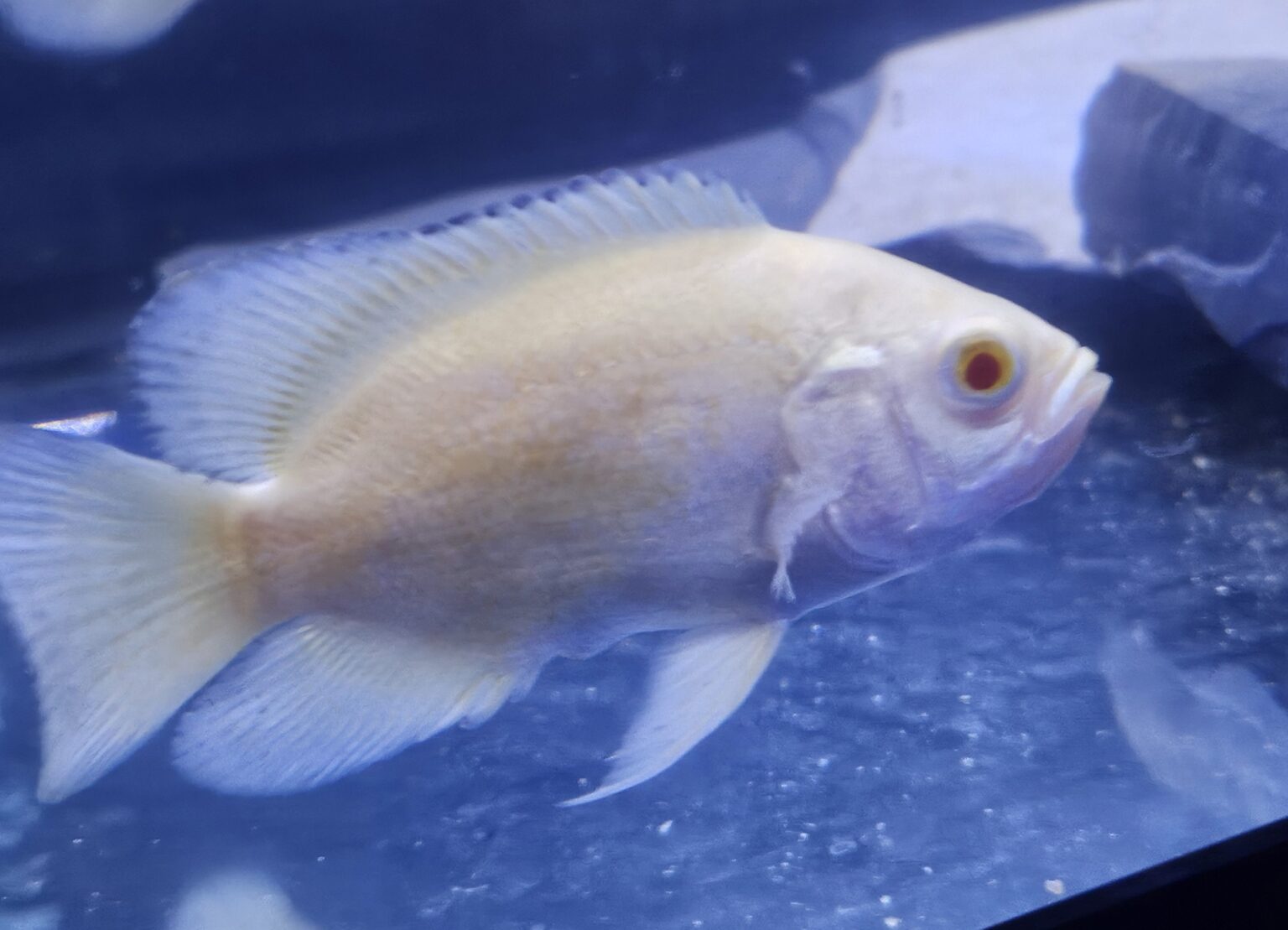Get Your Lemon Oscar Today at Anchor Aquarium – Anchor Aquarium ...
