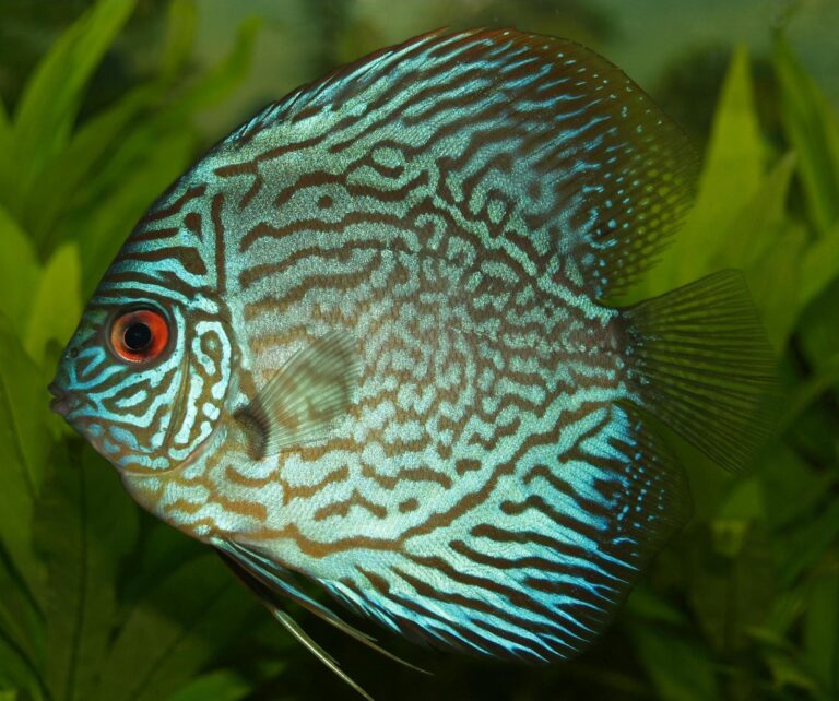 Best Exotic Freshwater Fish to Keep in Home Aquariums